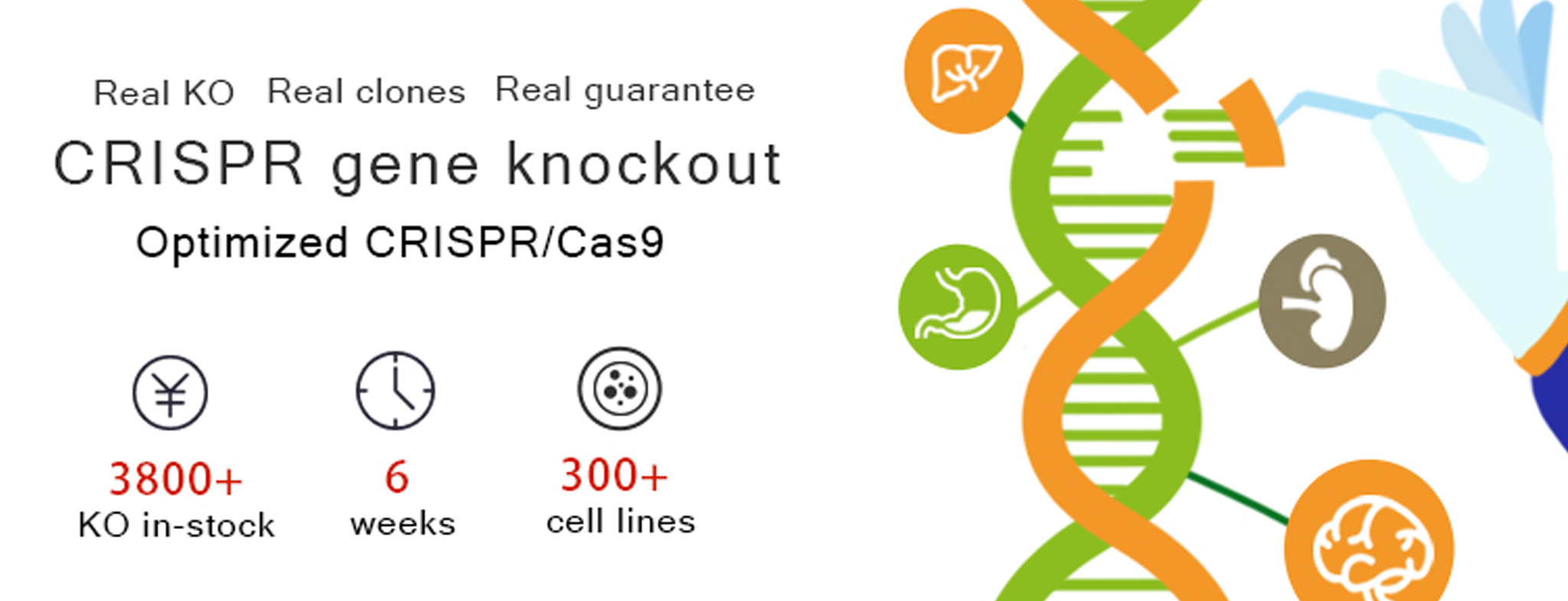KO_Cell_Lines_CRISPR gene editing|CRISPR library|KO cells|Cas12a|EDITGENE