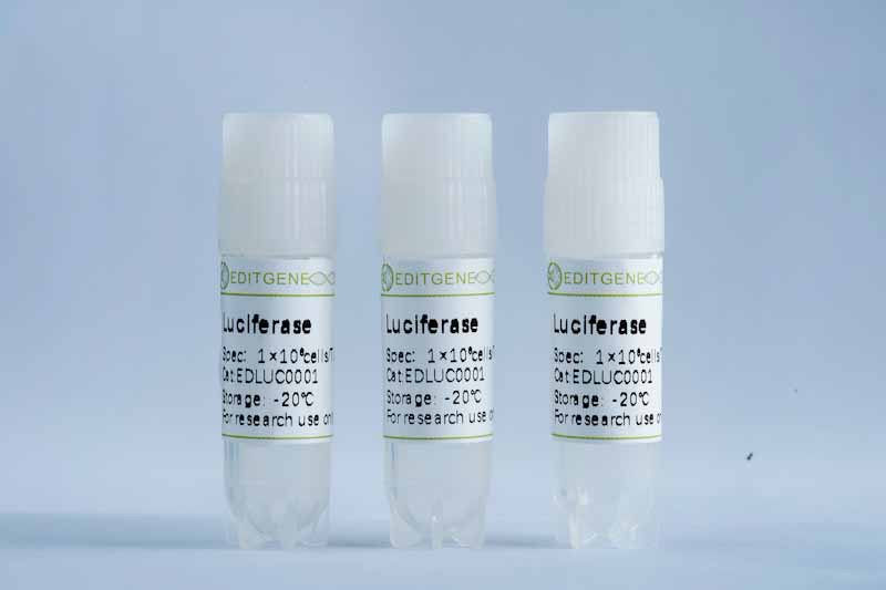 HaCaT-Luc_CRISPR Gene Editing|CRISPR Library|KO Cells|Knockin Cells ...