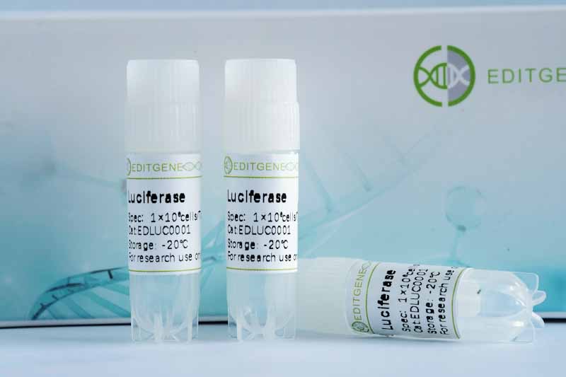 MCF-7-Luc_CRISPR Gene Editing|CRISPR Library|KO Cells|Knockin Cells|Cas12a|EDITGENE