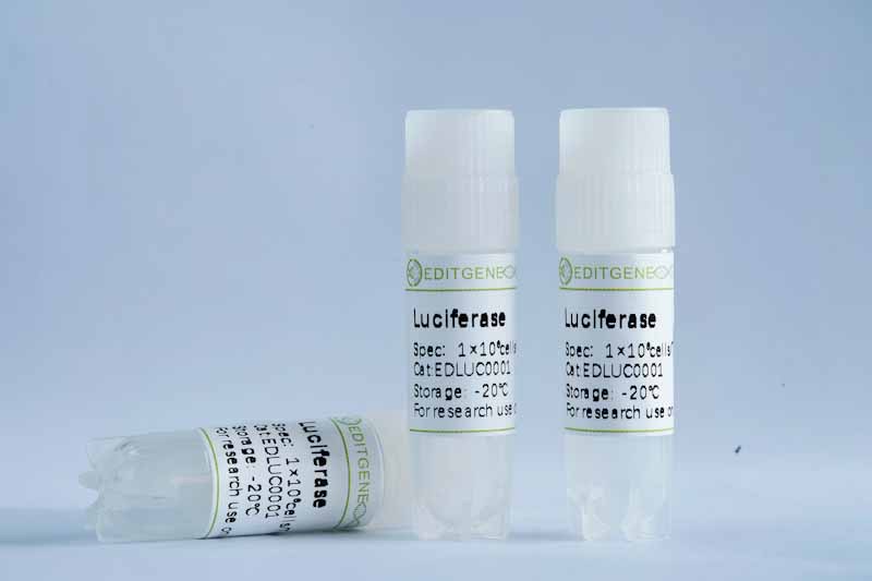 MCF-7-Luc_CRISPR Gene Editing|CRISPR Library|KO Cells|Knockin Cells|Cas12a|EDITGENE